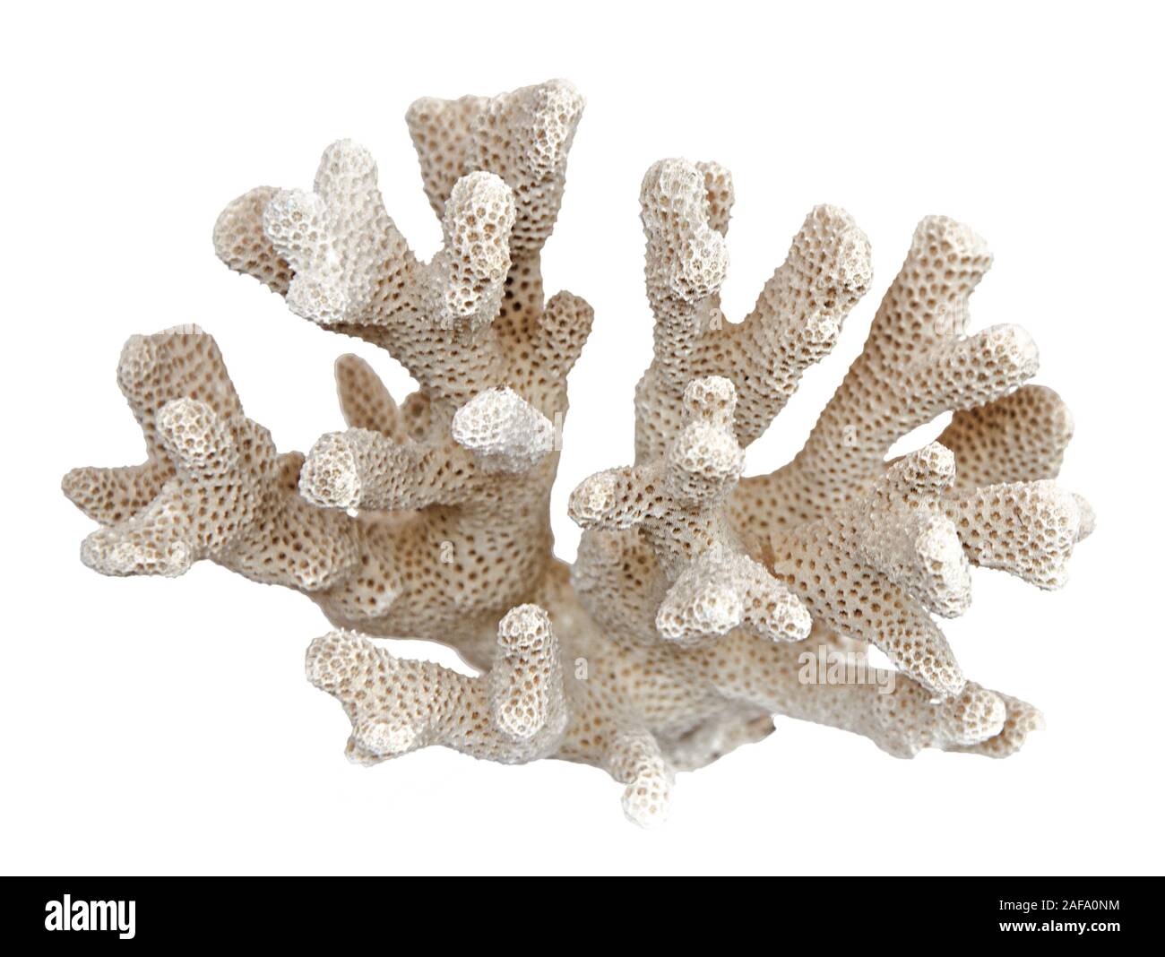 coral isolated on white background Stock Photo - Alamy