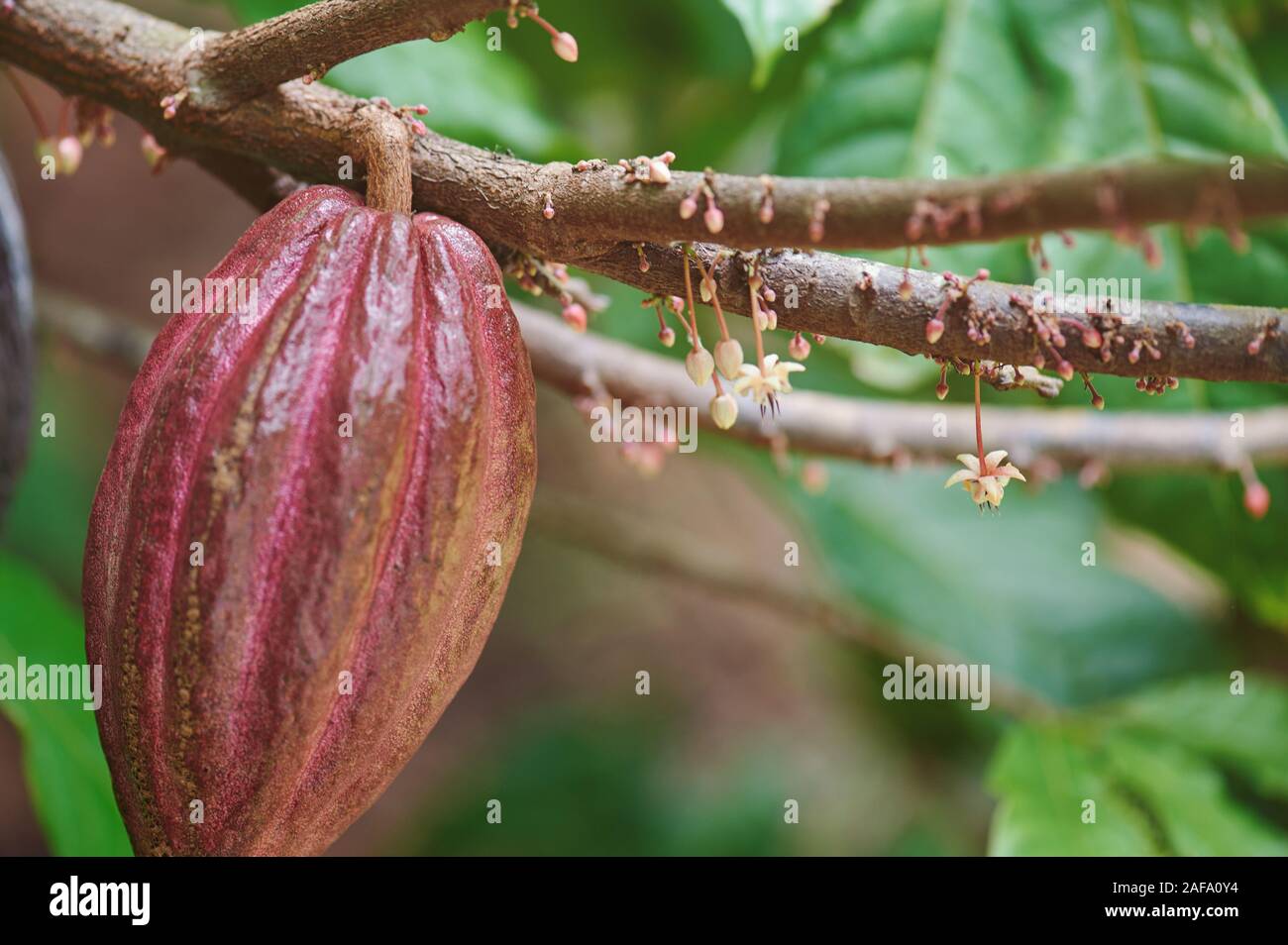 Cacao agriculture theme. Young cocoa pod with new flowers Stock Photo ...