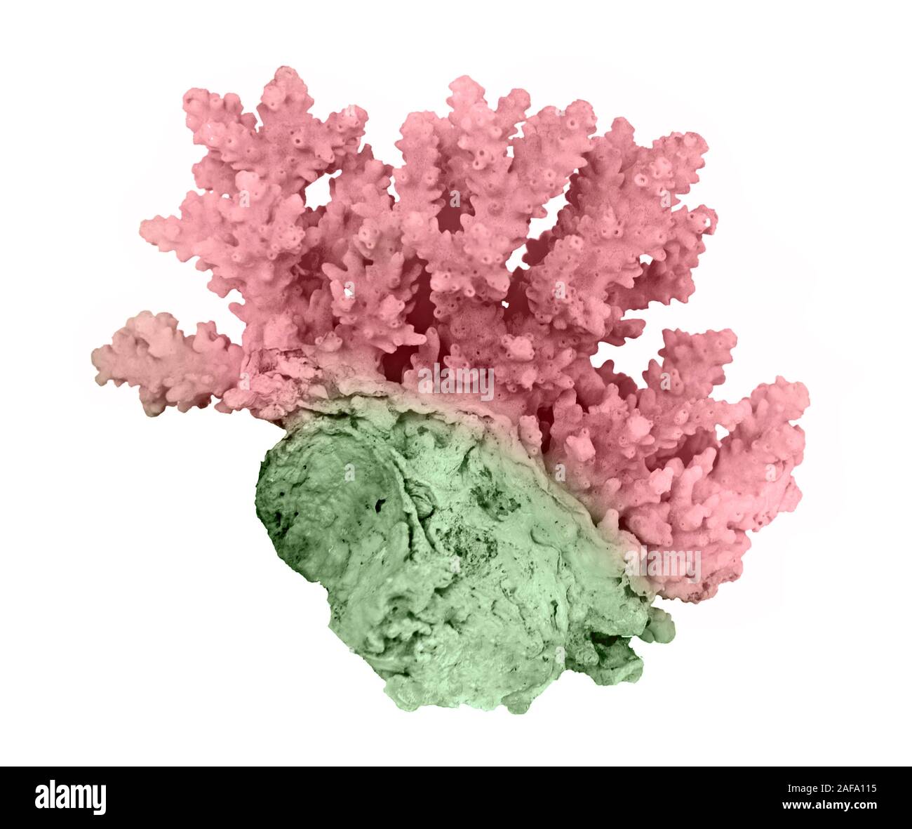 Coral isolated on white background Stock Photo - Alamy