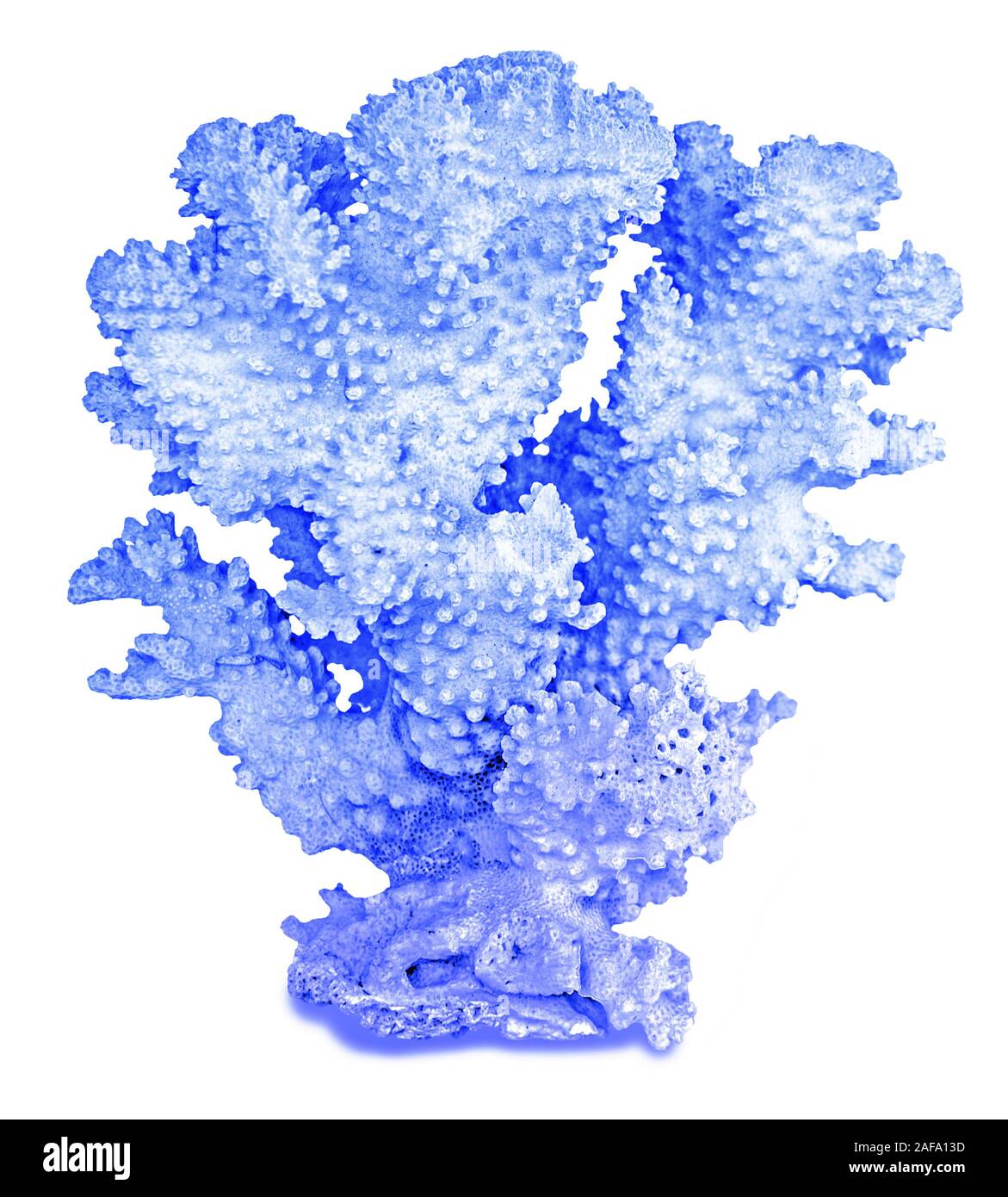coral isolated on white background Stock Photo - Alamy