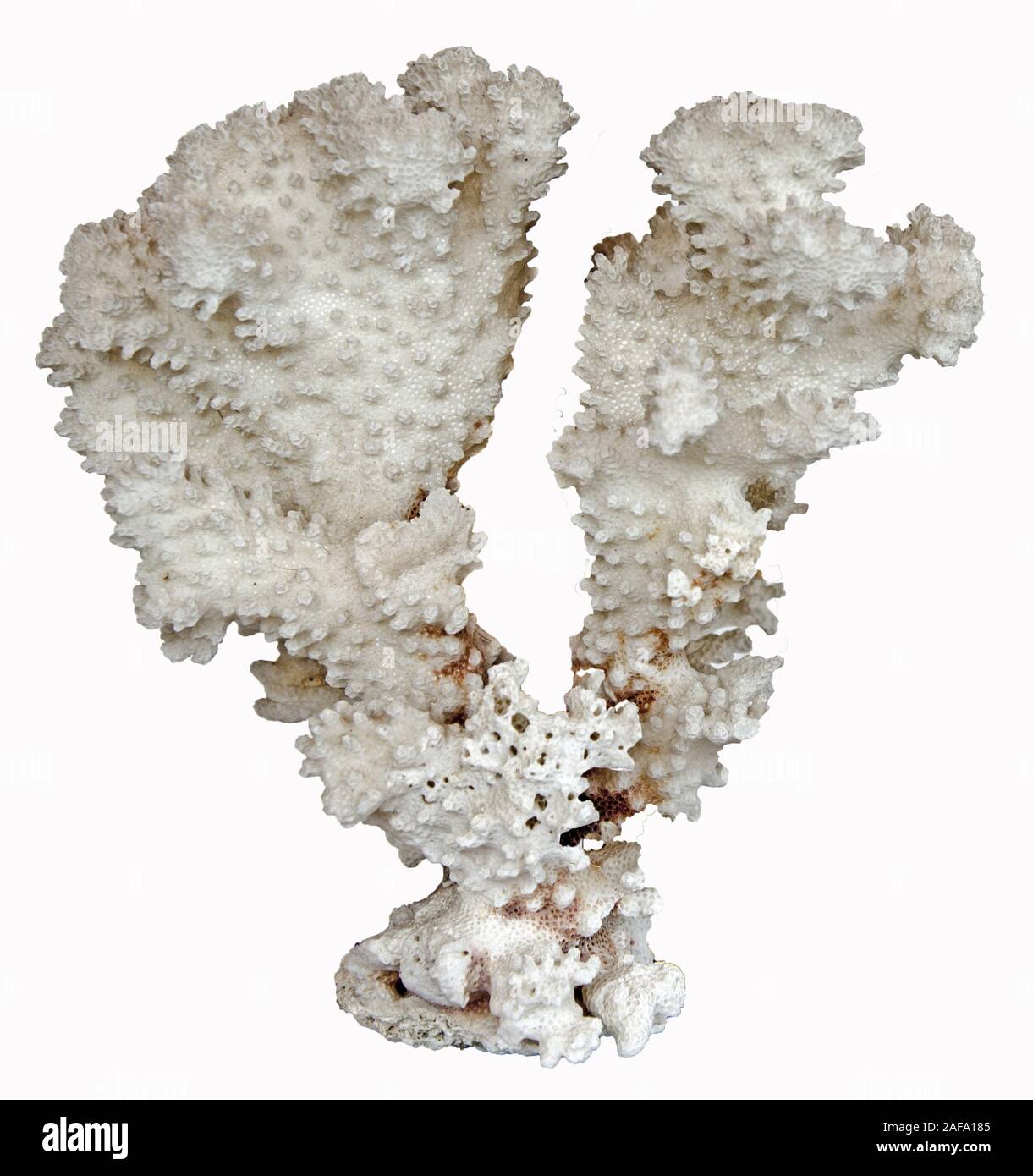 coral isolated on white background Stock Photo - Alamy
