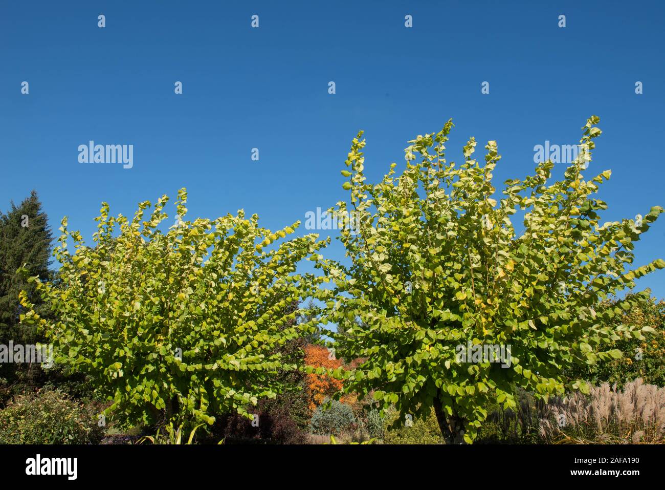 Golden elm tree hi-res stock photography and images - Alamy