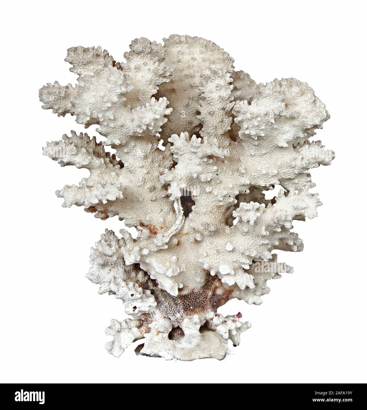 coral isolated on white background Stock Photo - Alamy