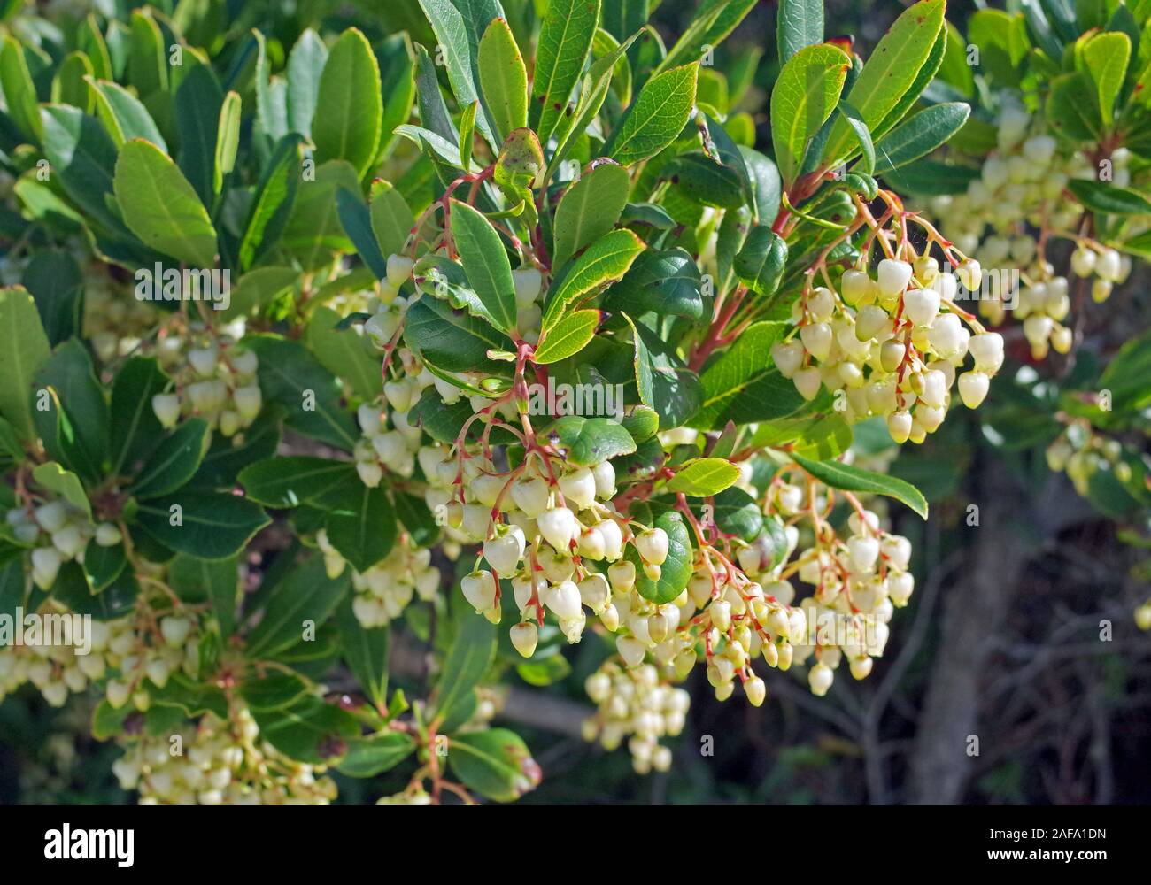 Strawberry trees (arbutus unedo) flowering close-up Stock Photo - Alamy