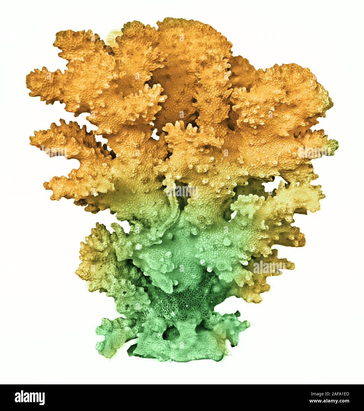 coral isolated on white background Stock Photo - Alamy