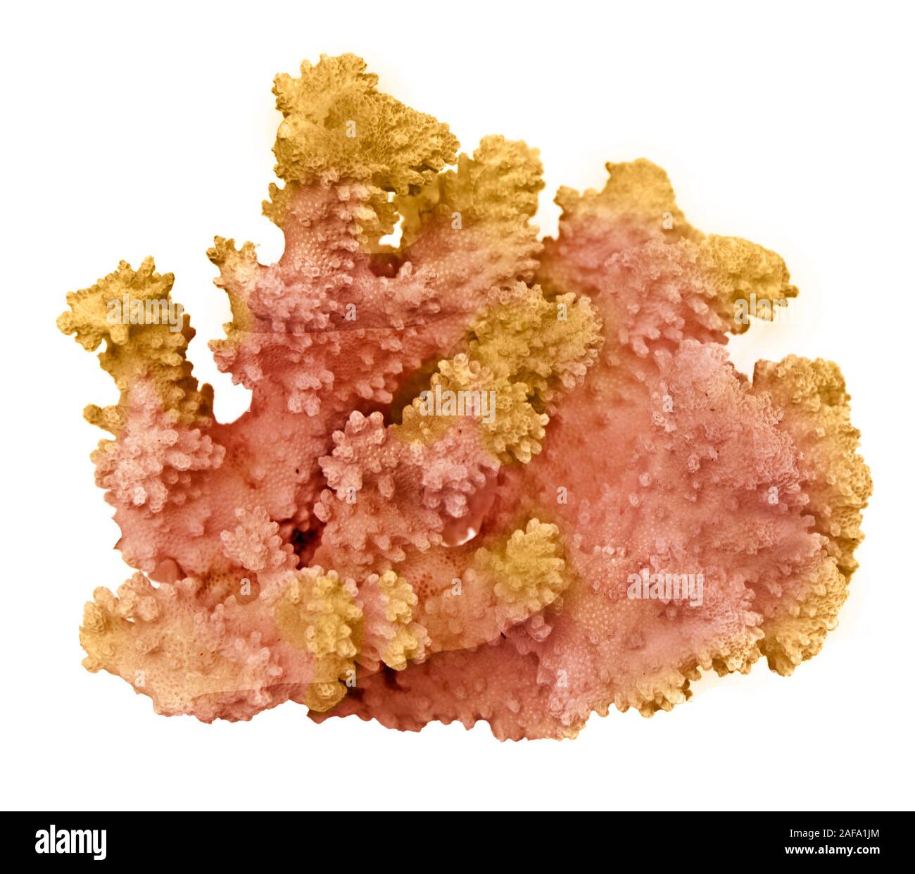coral isolated on white background Stock Photo - Alamy