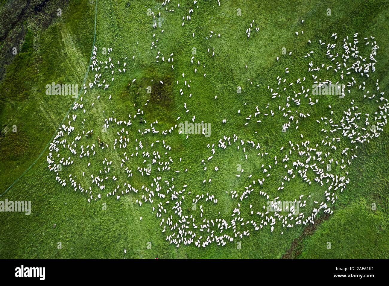 Top aerial view flock sheep hi-res stock photography and images - Alamy