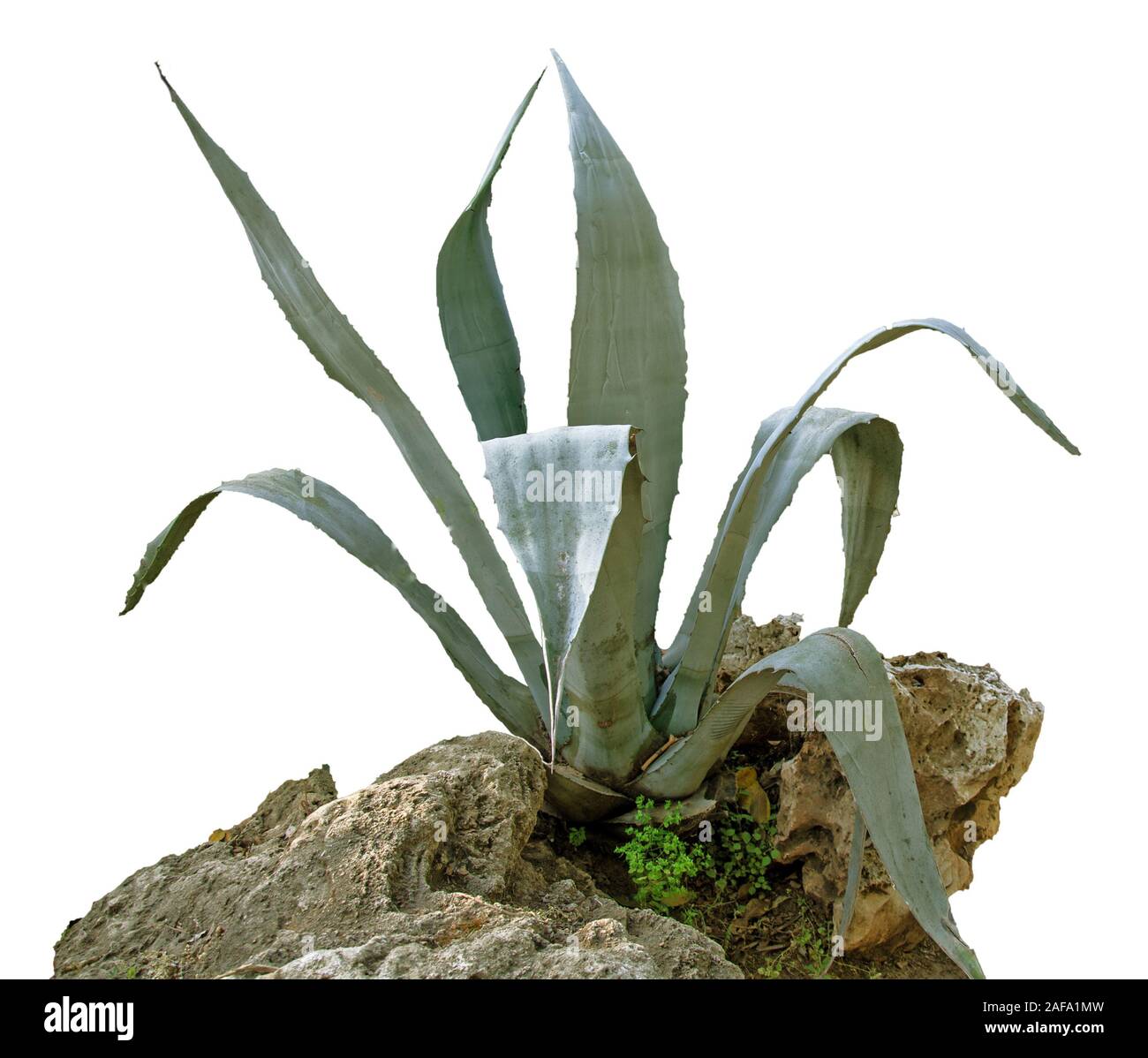 Agava isolated on white background Stock Photo - Alamy