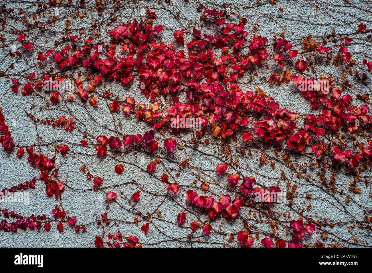 Red autumnal leaves of wild grape plant covered wall as a natural card ...