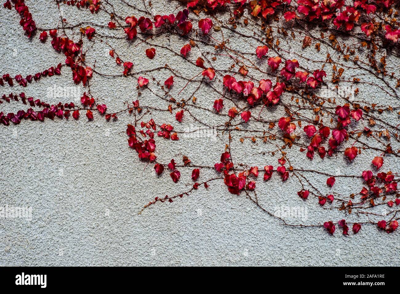 Red autumnal leaves of wild grape plant covered wall as a natural card ...