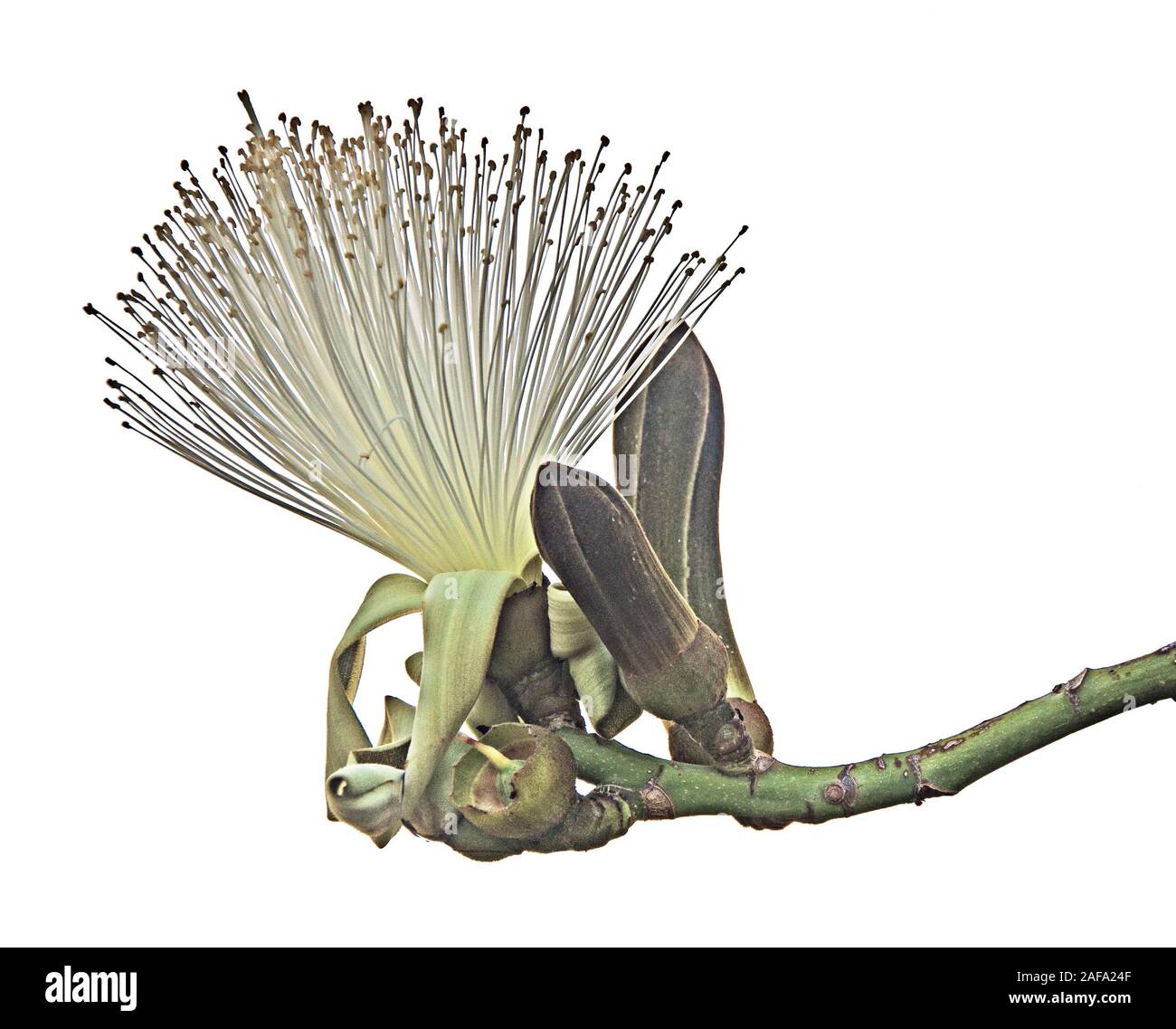 flower isolated on white background Stock Photo - Alamy