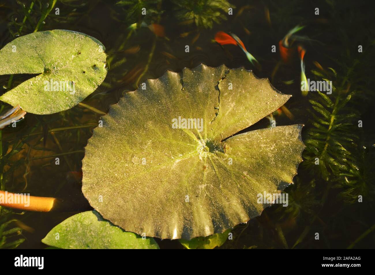 lotus leaf floating on water surface in basin Stock Photo - Alamy