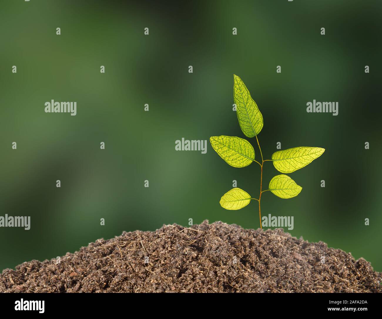 Sapling botany biology hi-res stock photography and images - Alamy