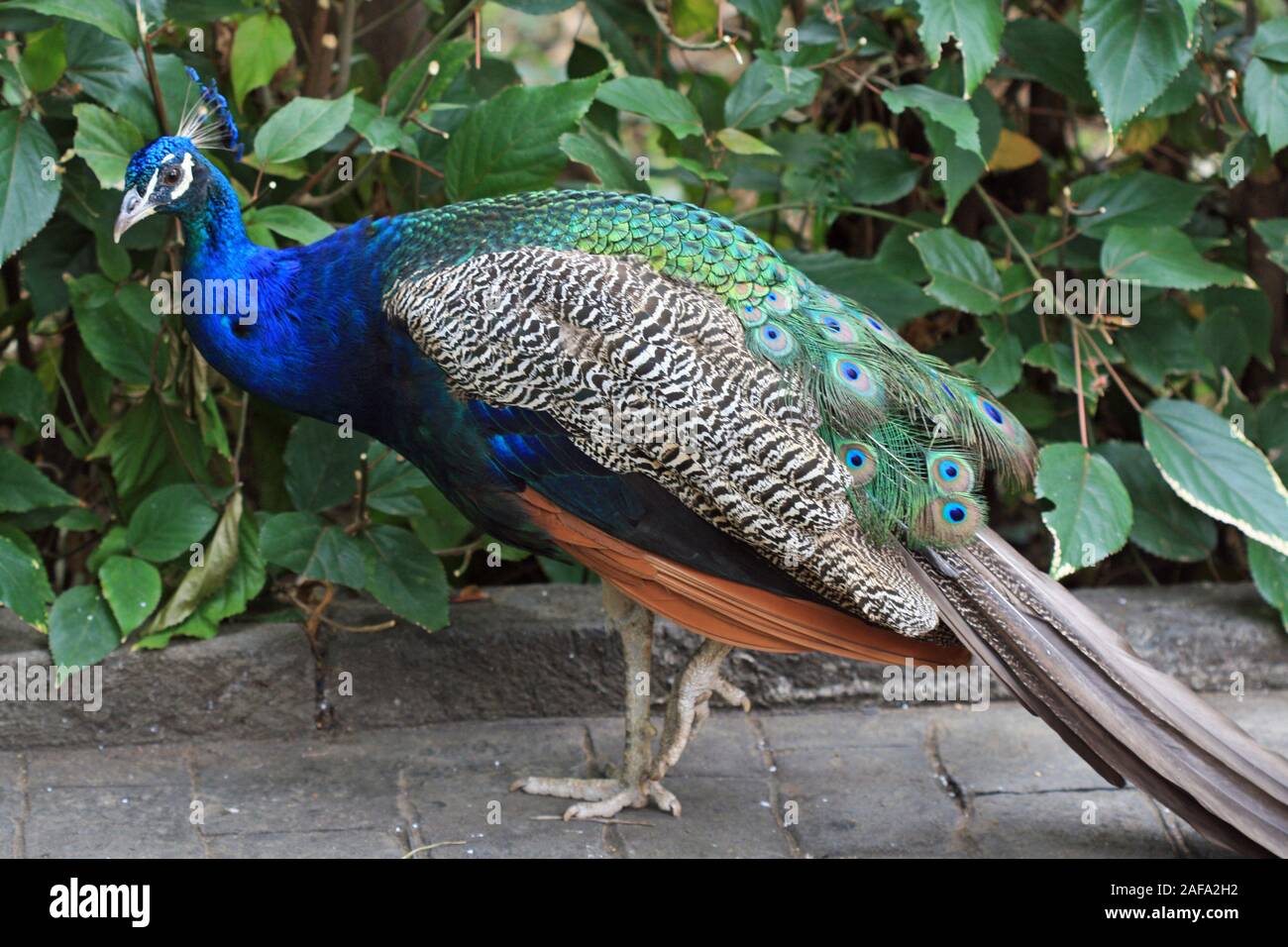 Pfau High Resolution Stock Photography and Images - Alamy