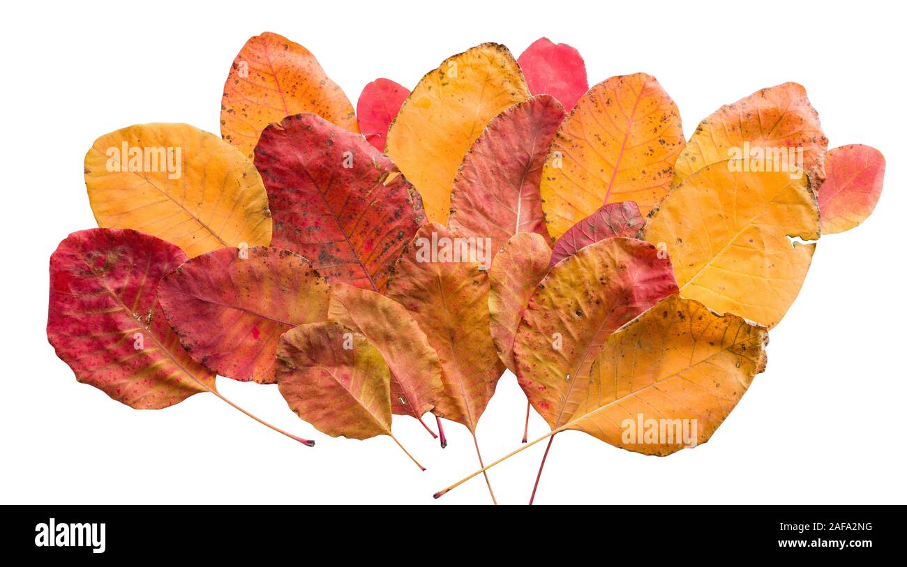 dry leaves of different colors in white background Stock Photo - Alamy
