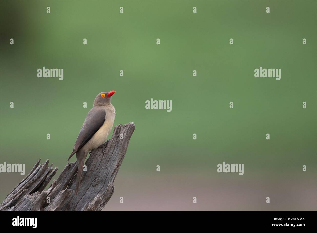 Oxpecker red billed hi-res stock photography and images - Alamy