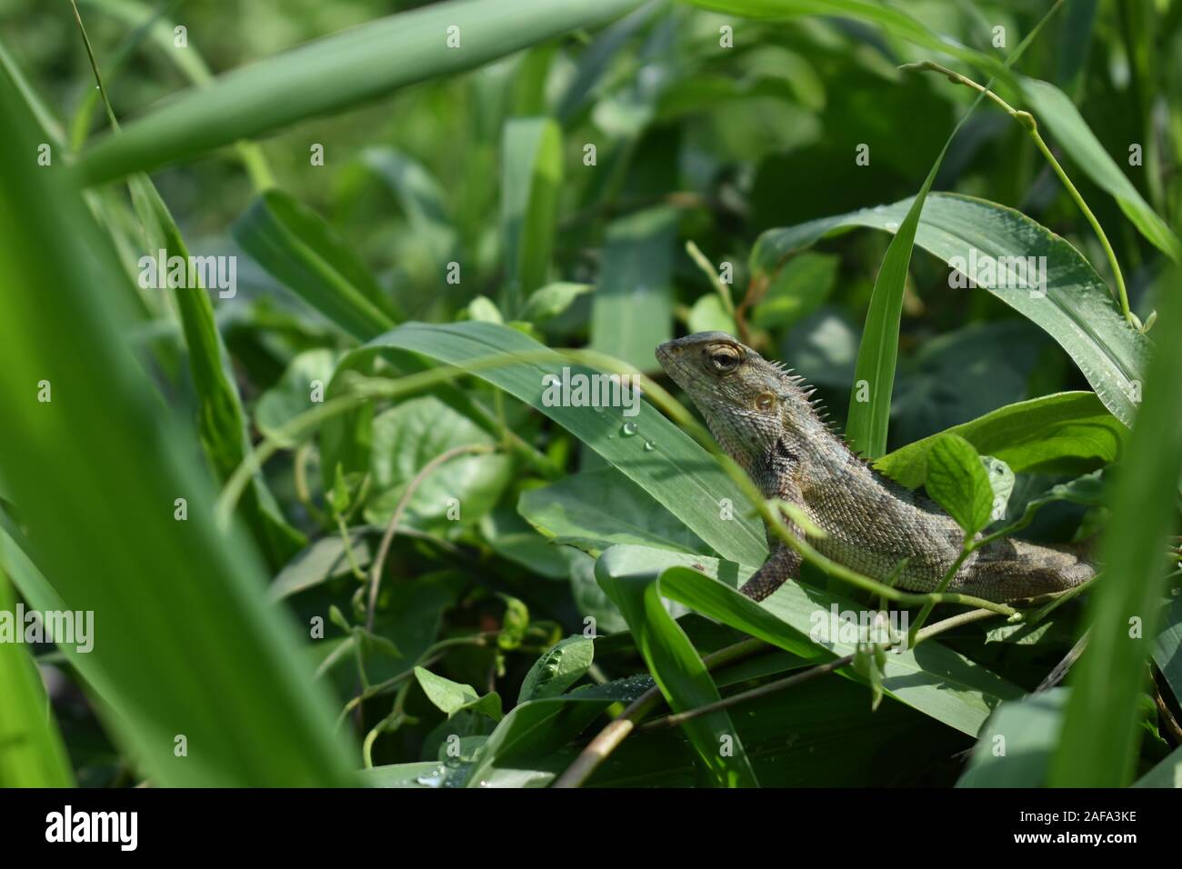 Invasive species in java hi-res stock photography and images - Alamy