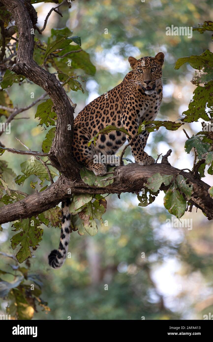 A male Leopard at the Nagarhole National Park, India Stock Photo - Alamy
