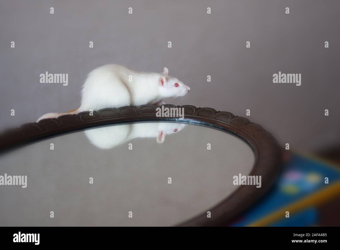 White rat on the glass. reflection and self-knowledge. rat intelligence ...