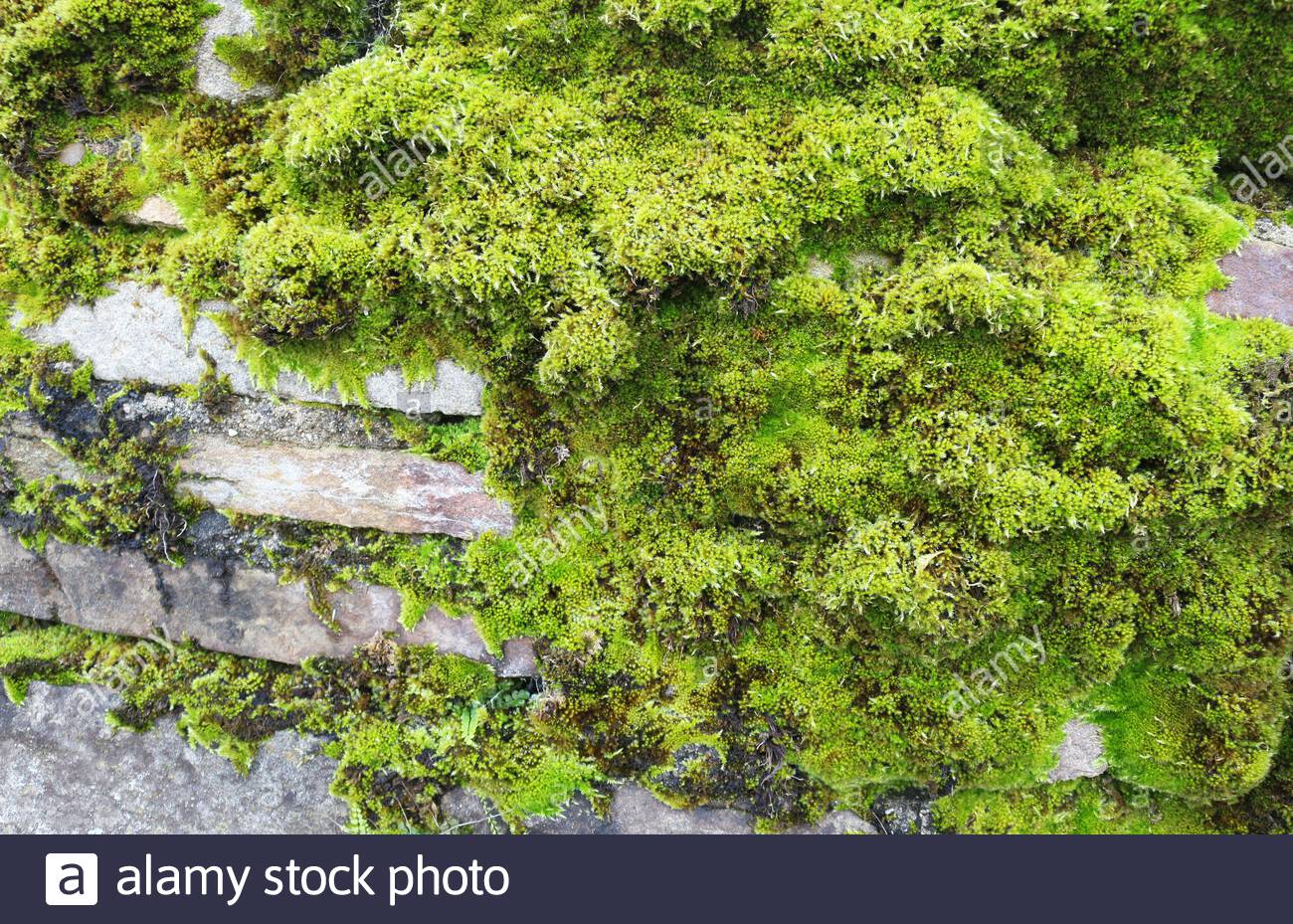 Moss Covered Stone Stock Photos & Moss Covered Stone Stock Images - Alamy