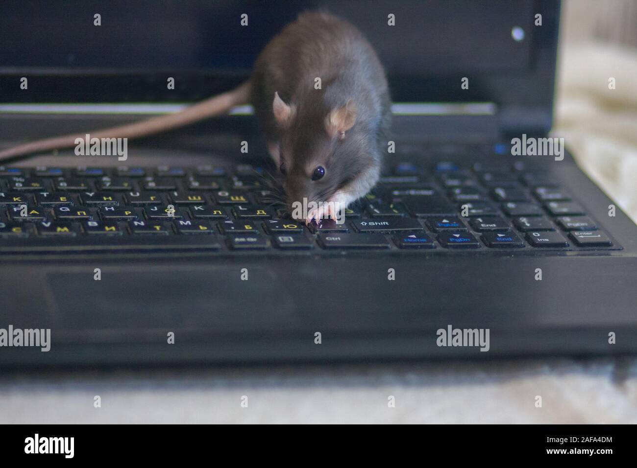 Rat gray on a computer keyboard. computer mouse. symbol of chinese new ...