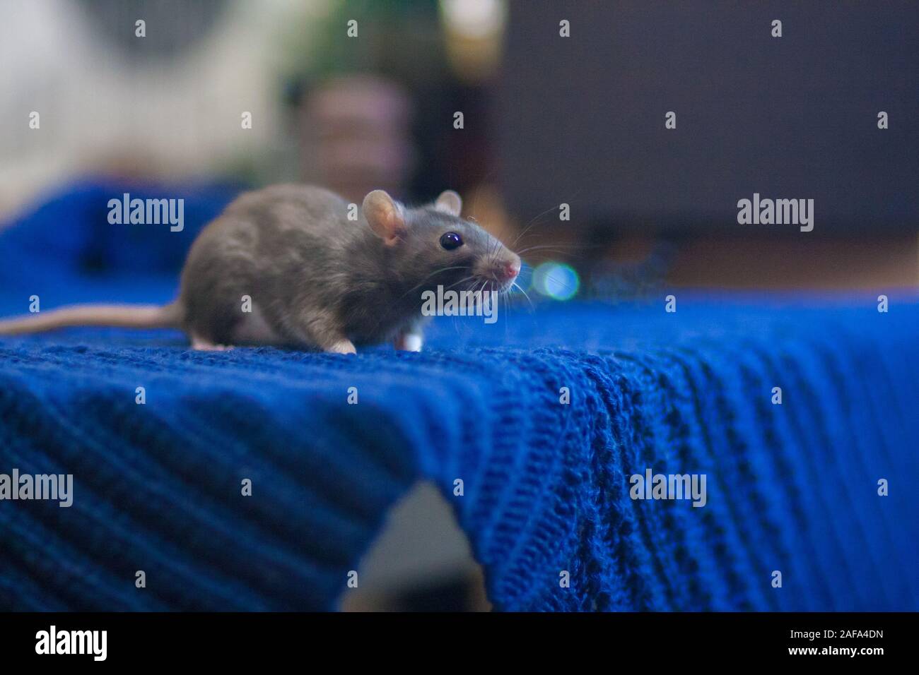 The gray rat is looking forward. symbol of chinese new year Stock Photo ...