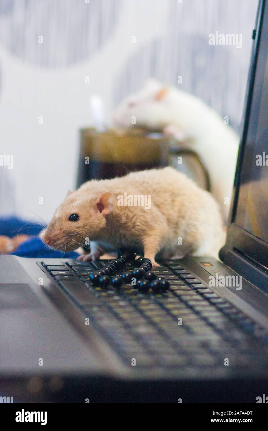 Rat beige on a computer keyboard. computer mouse. symbol of chinese new ...
