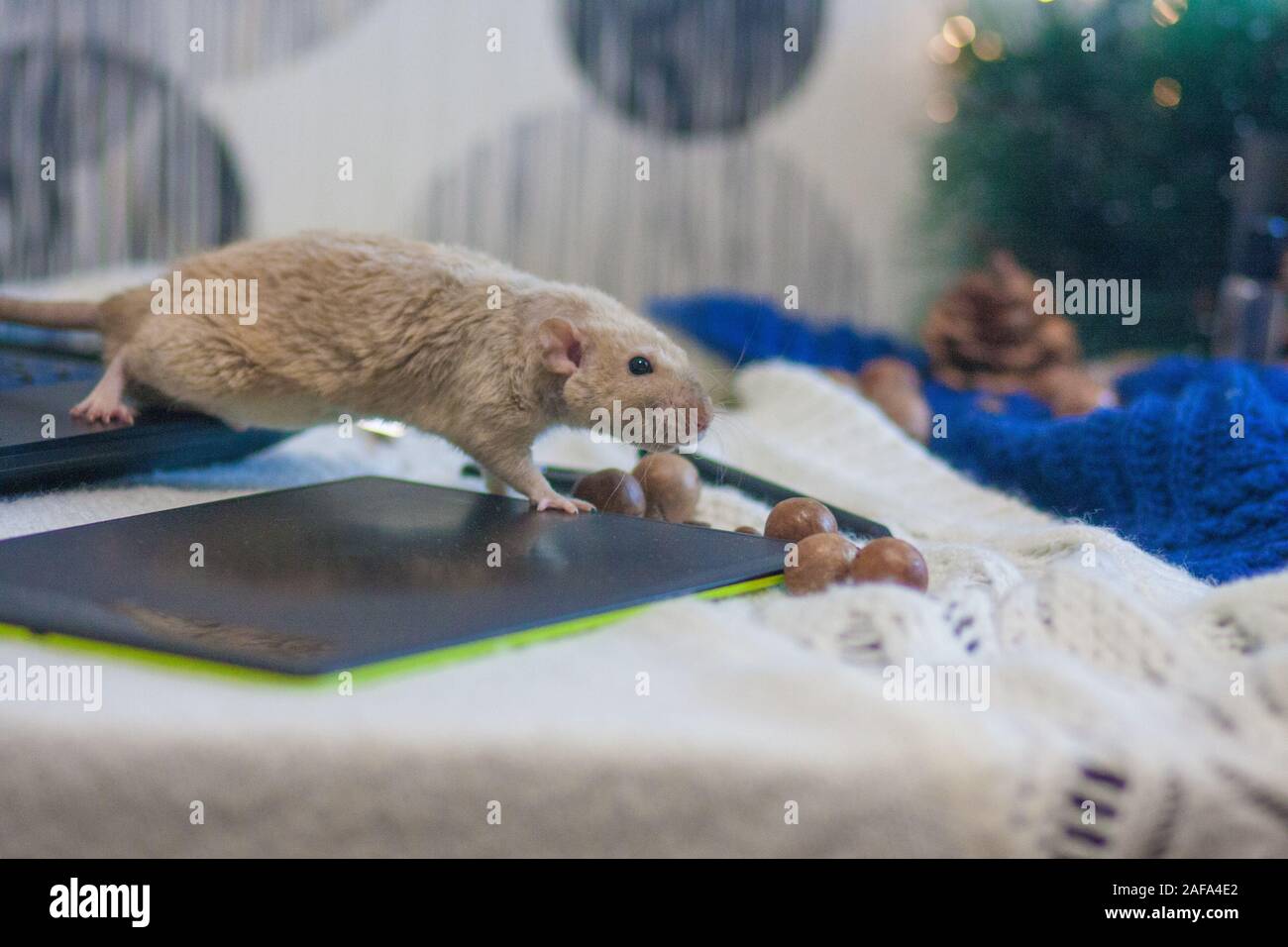 Rat beige on a computer keyboard. hacker and hacking sites. computer ...