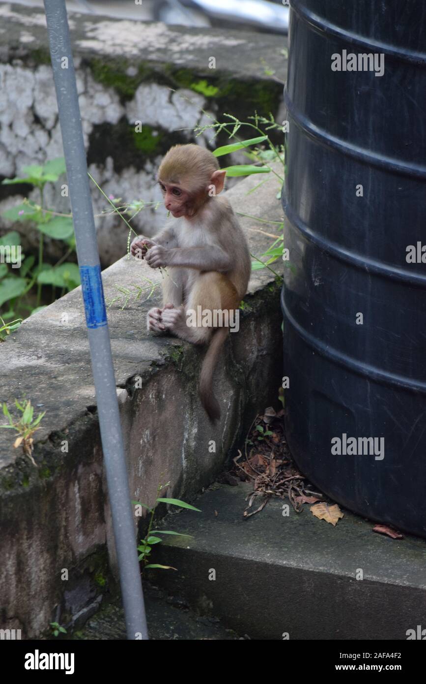 Monkey Hiding behind the Water Tank Stock Photo - Alamy