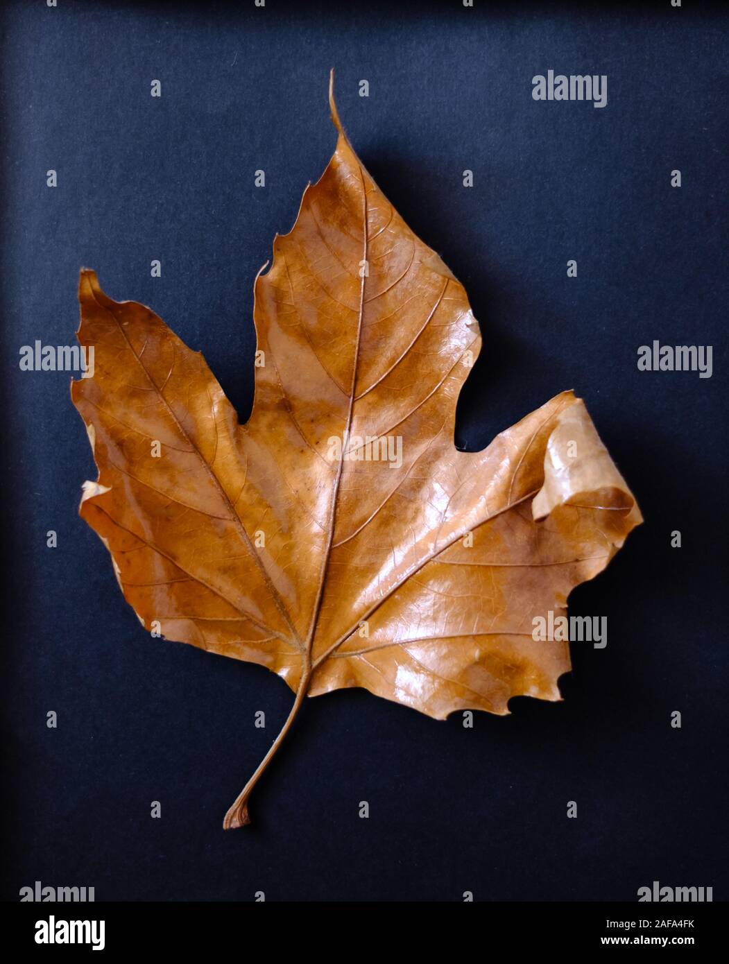 Single fall leaf with blue background hi-res stock photography and ...