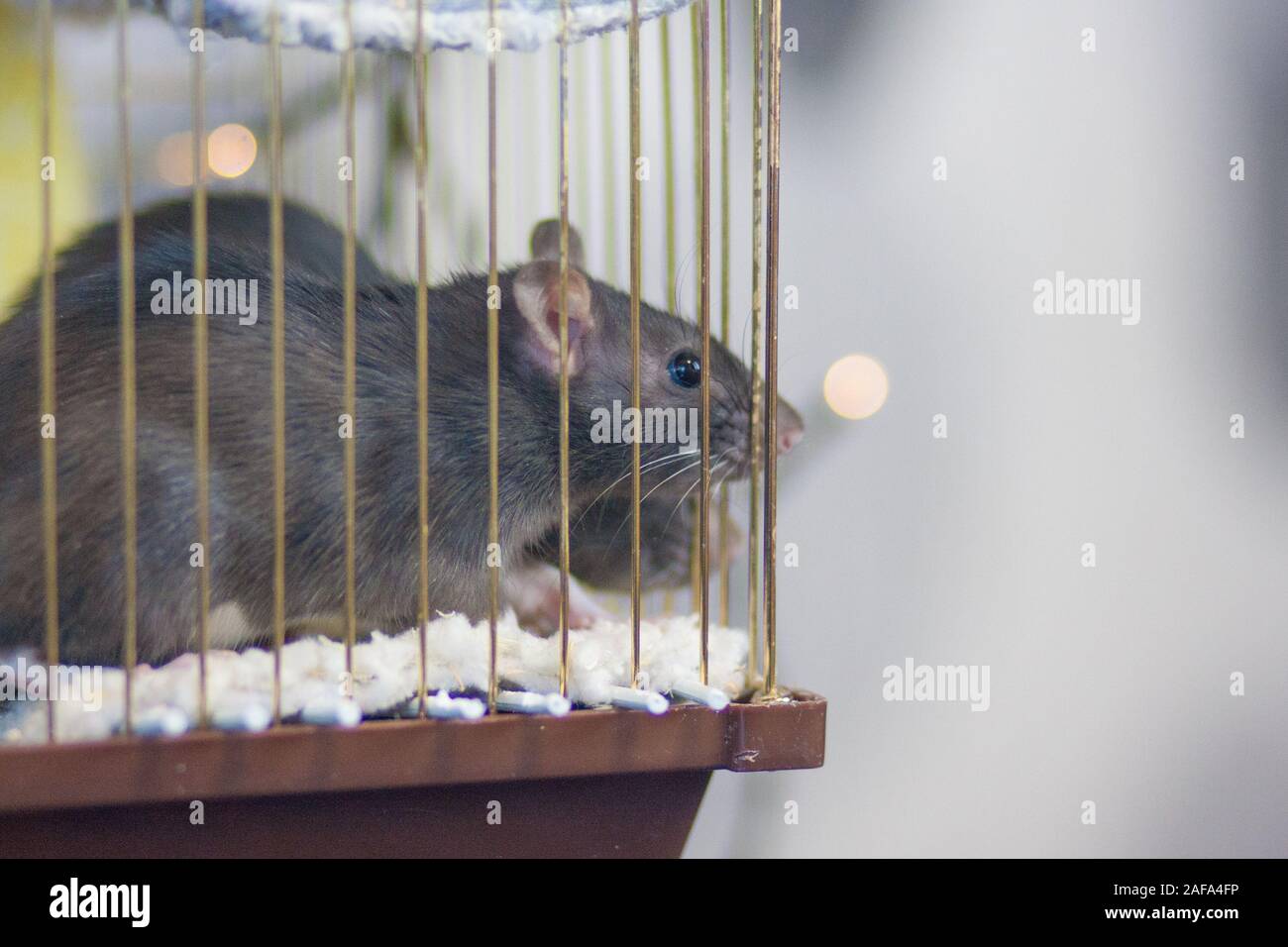The gray rat in the house. cage for a pet. looking through the bars to ...