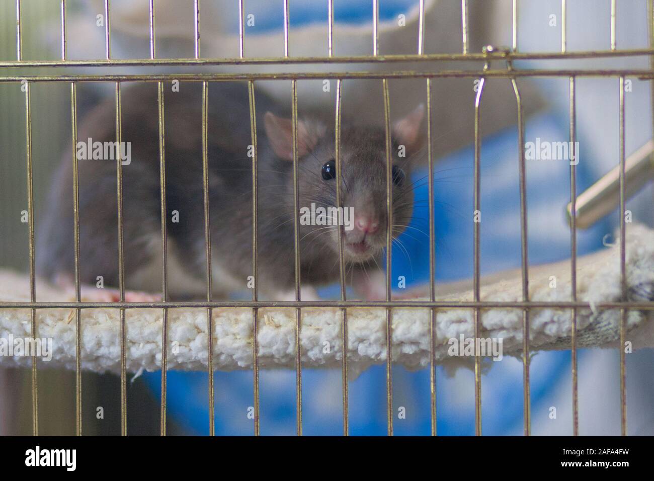 The gray rat in the house. cage for a pet. symbol of chinese new year ...