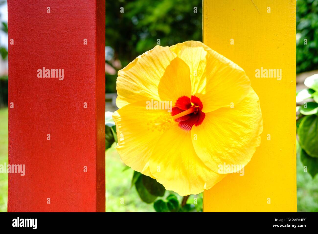 Hibiscus flower in circle hi-res stock photography and images - Alamy