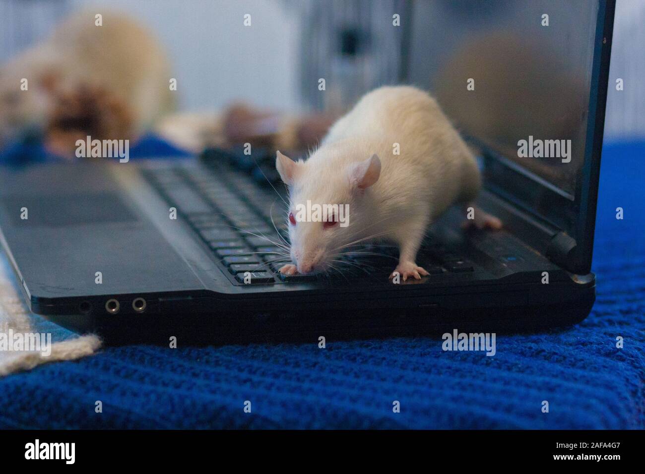 Rat And Computer Mouse High Resolution Stock Photography and Images - Alamy
