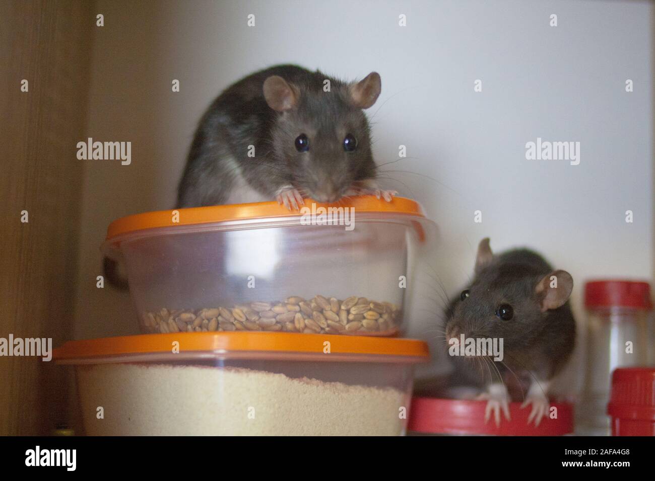The gray rat eats up food supplies. unsanitary conditions. on the ...