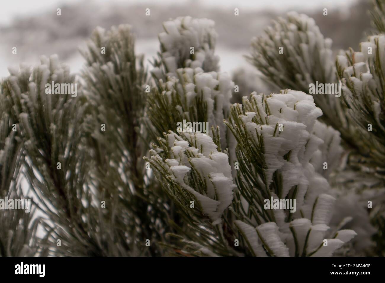 Pine Needles With Snow Crystals Close Up. Frozen Ice outdoor Stock ...
