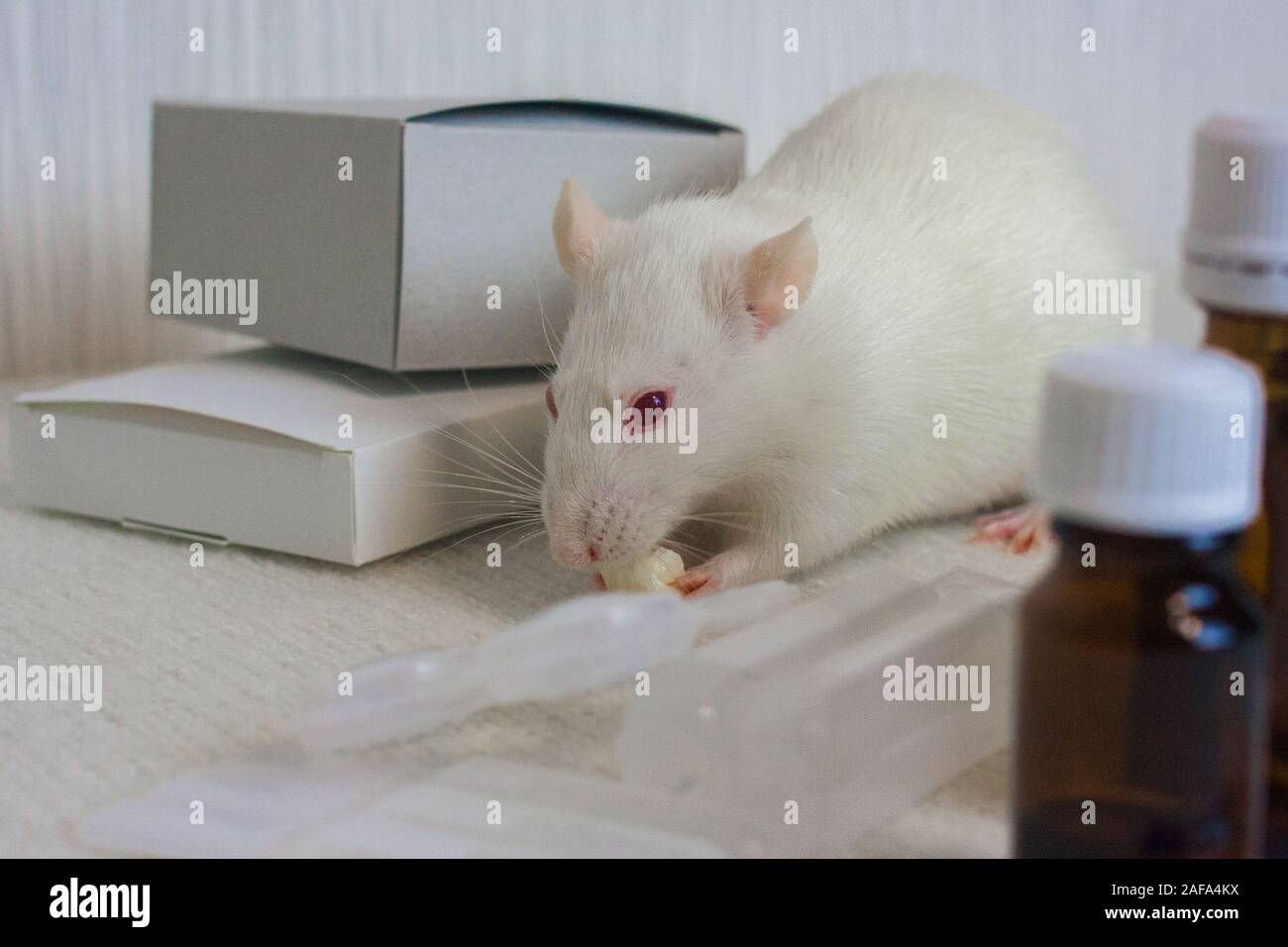 The rat is a white experimental among a bottle of medicine ...