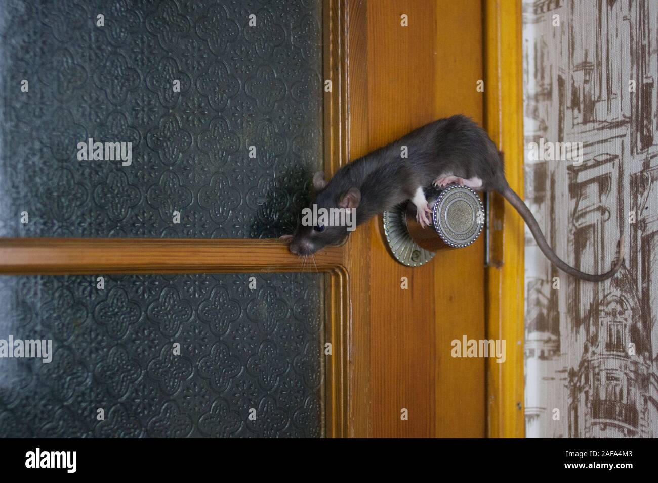 The rat is gray on the doorknob. Flexible pets. danger of falling. fear ...