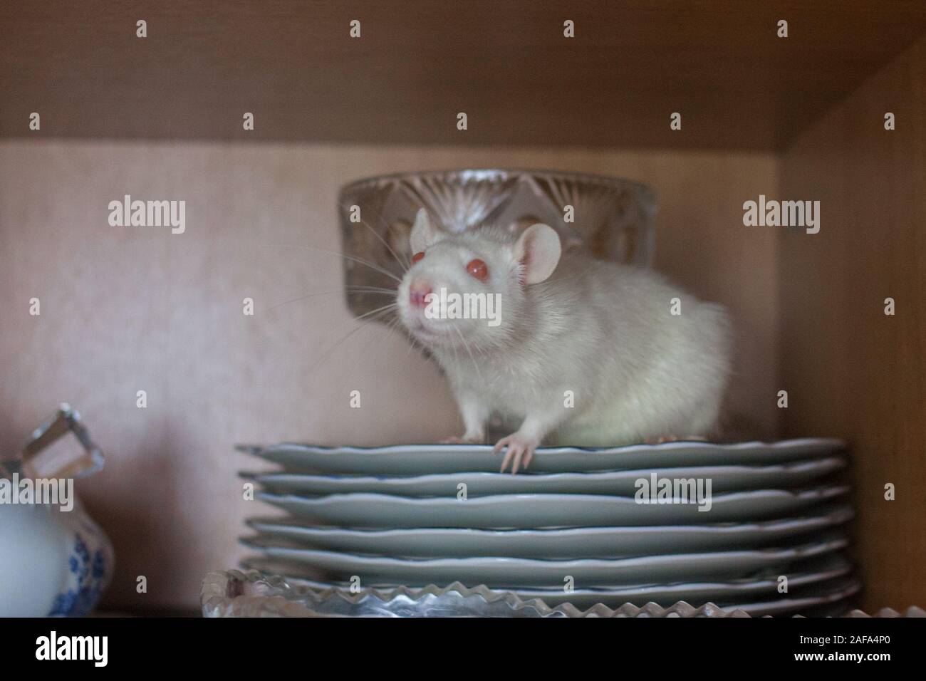 White rat on ceramic plates. Symbol of 2020. Chinese New Year Stock ...