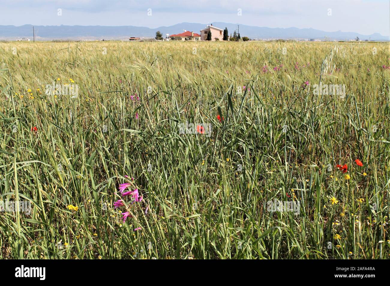 Beautiful countryside of North Cyprus Stock Photo - Alamy
