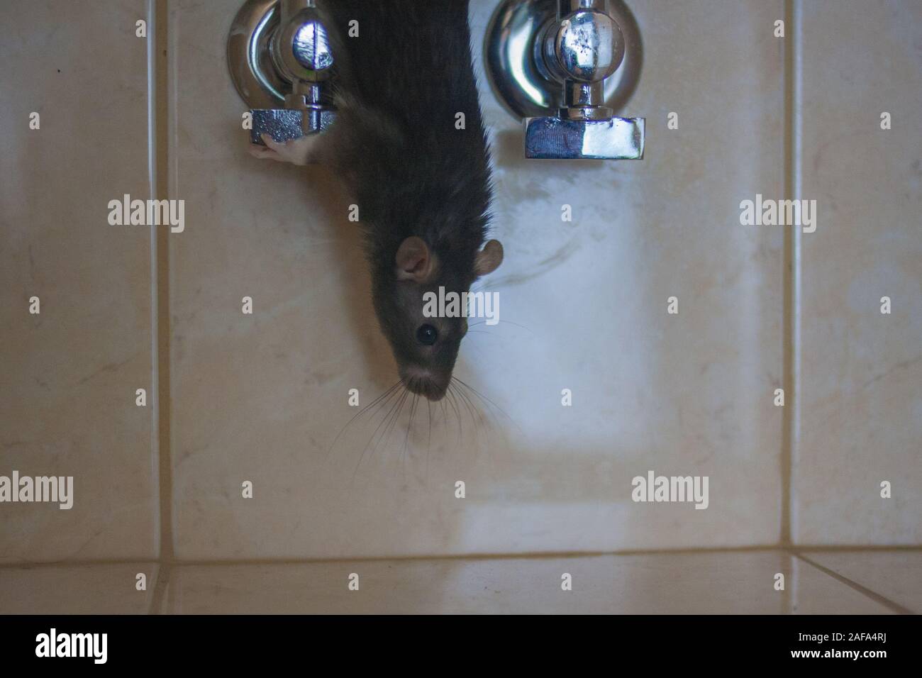 A gray rat nibbles wires and pipes. sabotage. Symbol of 2020. Chinese ...