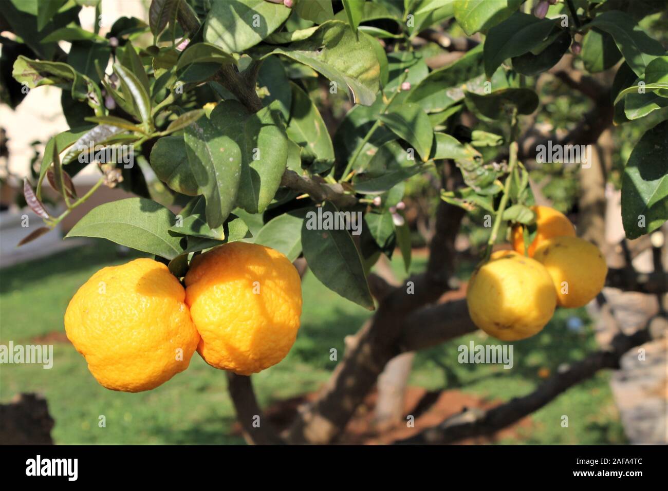 Flora Trees Cyprus High Resolution Stock Photography and Images - Alamy