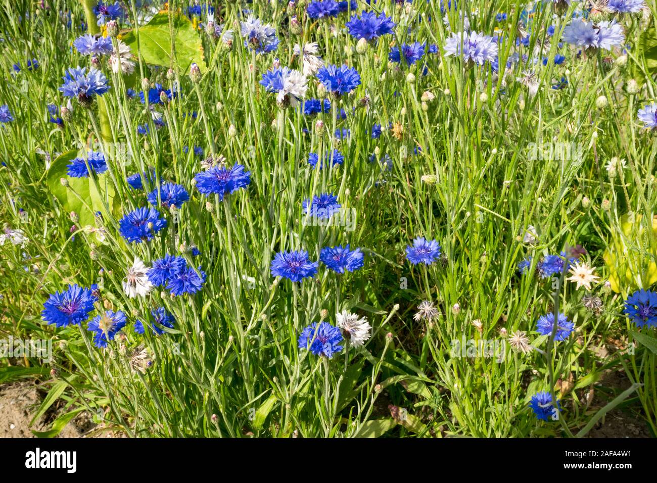 Blue cornflower meadow butterfly hi-res stock photography and images ...