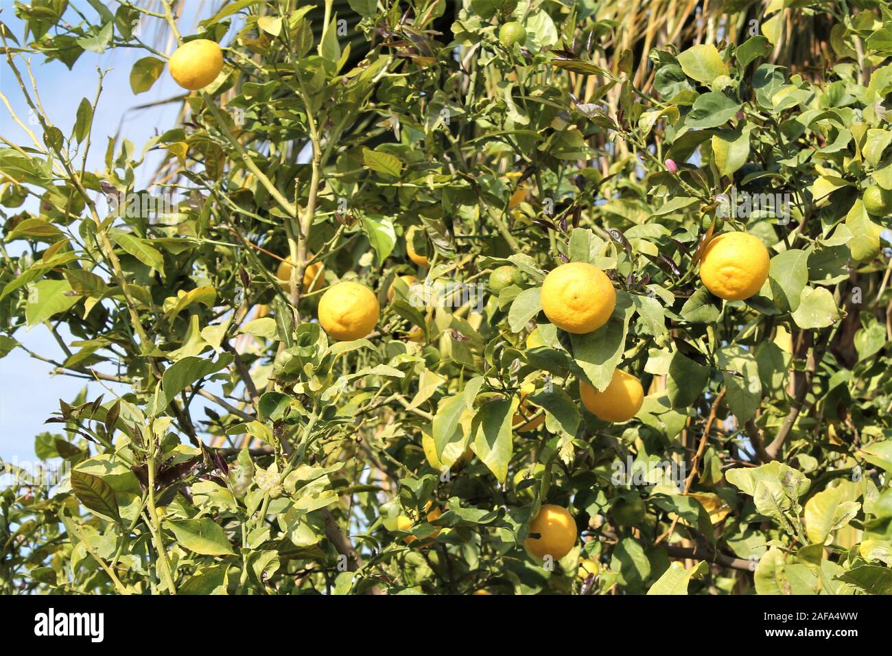 Lemon trees of Otuken, Cyprus Stock Photo - Alamy
