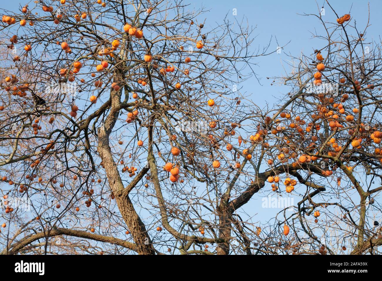 The fruit of Japanese Persimmon (Diospyros kaki) in the winter in the ...