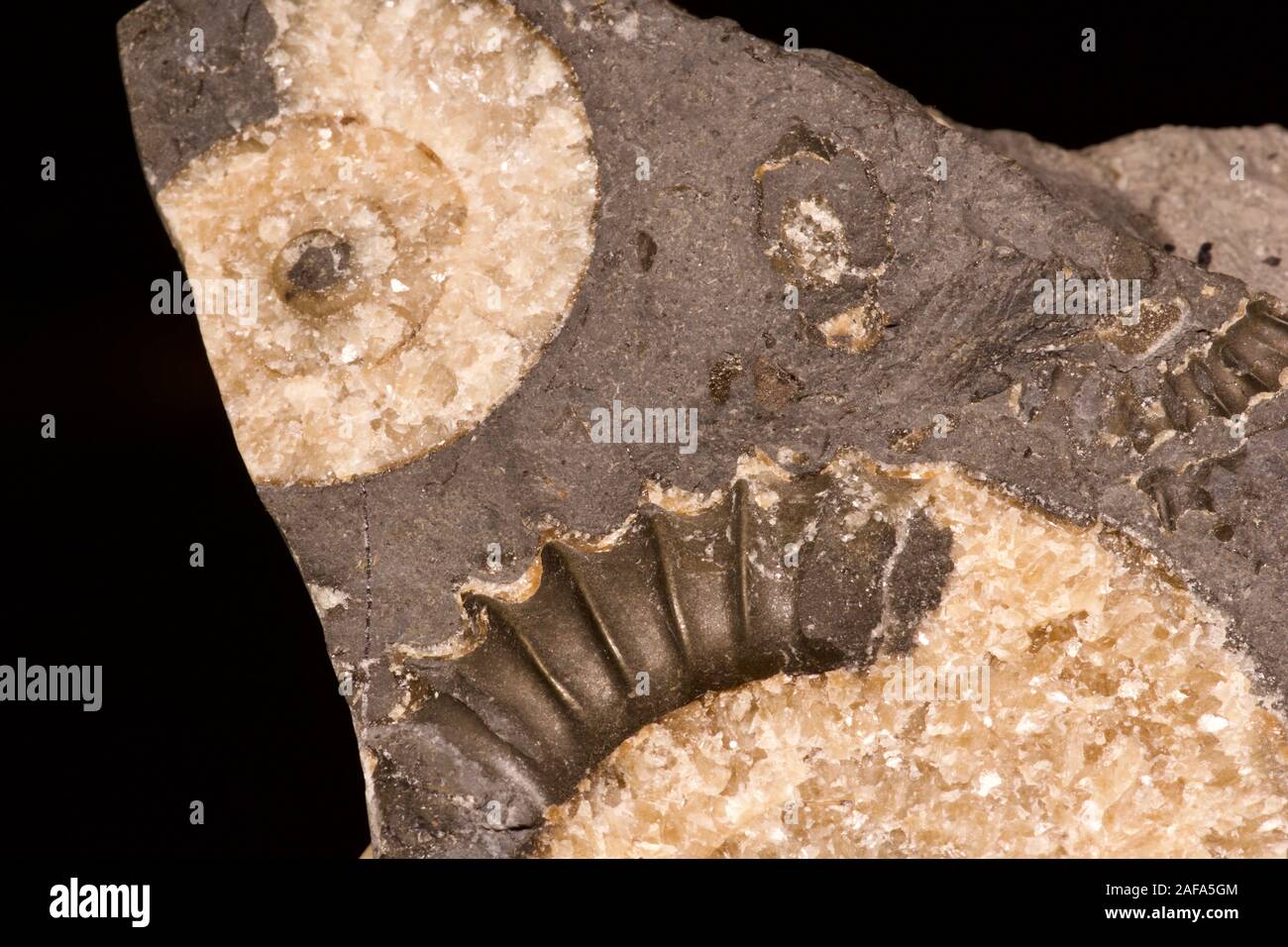 Ammonite Fossils in Lias Limestone, preserved as Calcite crystals and ...