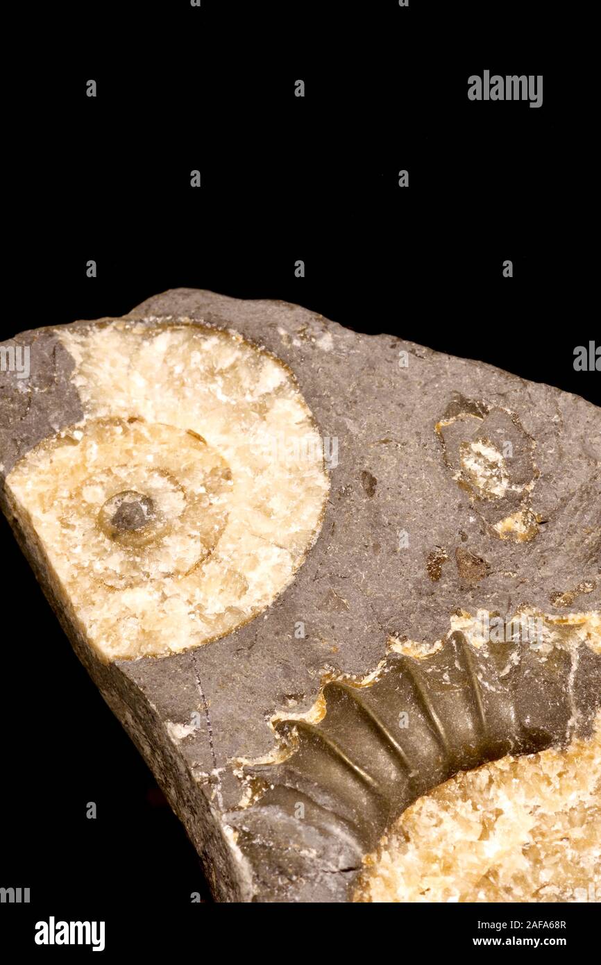 Ammonite Fossils in Lias Limestone, preserved as Calcite crystals and ...