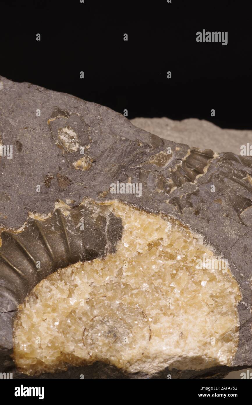 Ammonite Fossils in Lias Limestone, preserved as Calcite crystals and ...