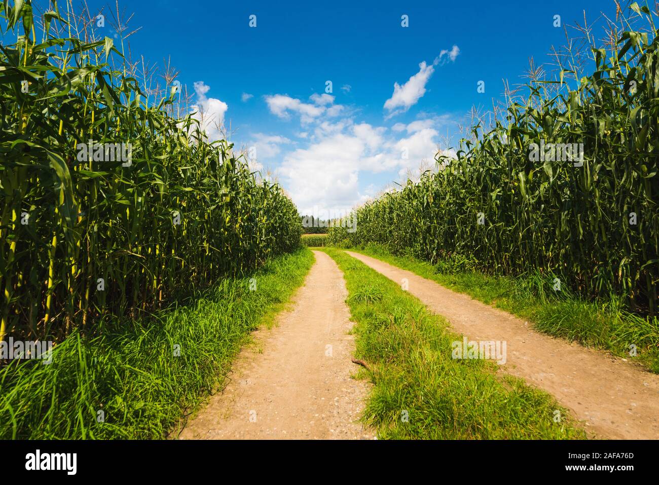 Path through Corn maize field against blue sky in summer Stock Photo ...