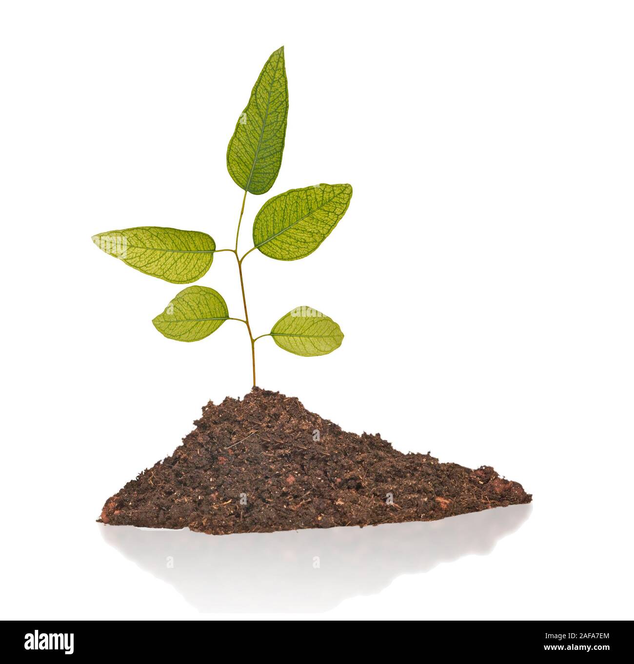 sapling growing from soil Stock Photo - Alamy